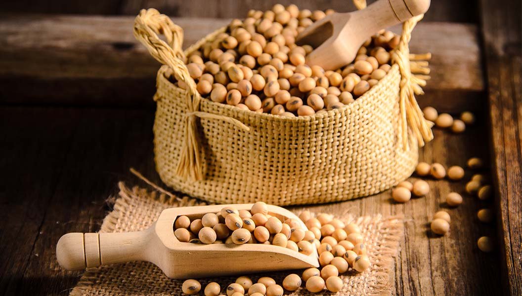 Soybeans in focus: the versatile crop | Kikkoman
